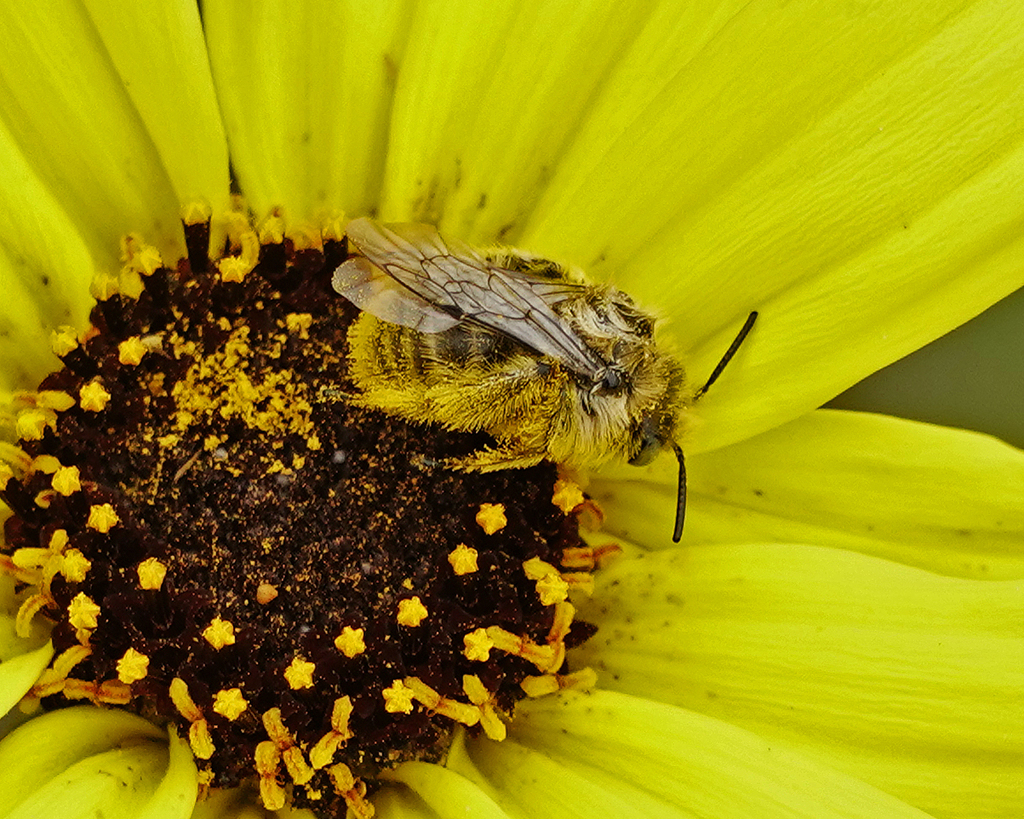 Sunflower Chimney Bee from Featherly Regional Park, CA, USA on March 31 ...