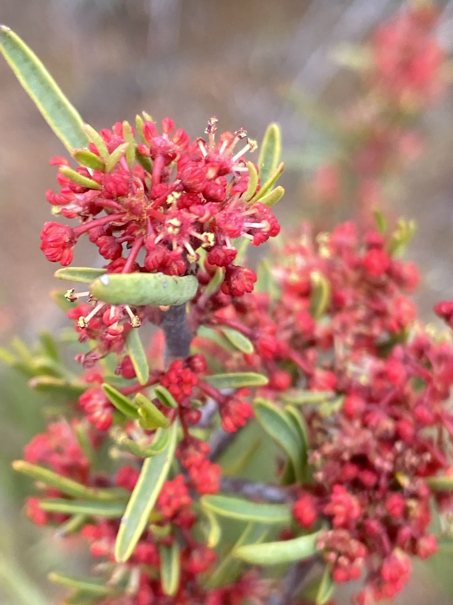 Tetracoccus dioicus Parry