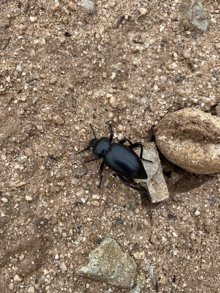 Desert Stink Beetles from Limestone Ridge Rd, Silverado, CA, US on ...