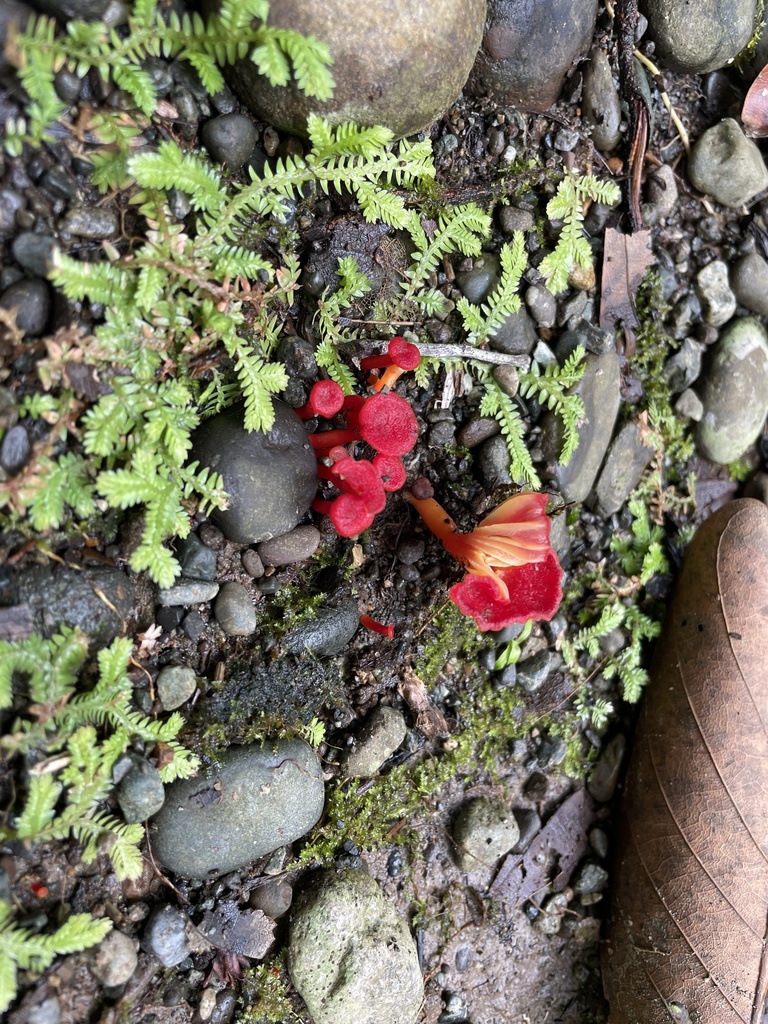 Vermilion Waxcap from Talamanca, Limon, CR on March 29, 2022 at 10:07 ...