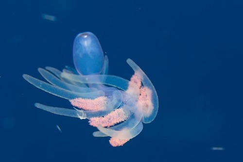 Stingy Stringy Thingies (Jellyfish of the Cape Fear Region, NC ...