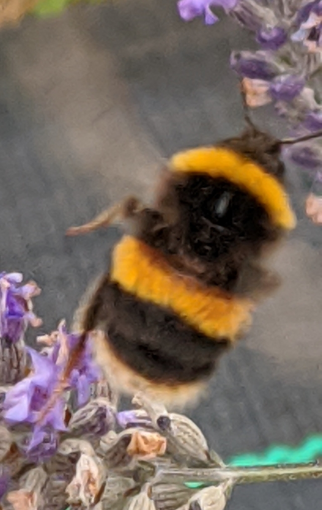 Buff-tailed Bumble Bee from Tasman, AU-TS, AU on April 03, 2022 at 01: ...