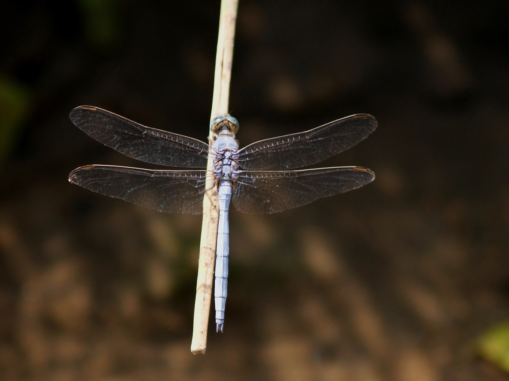Epaulet Skimmer from Al maleh, Tubas on September 6, 2011 at 12:33 PM ...