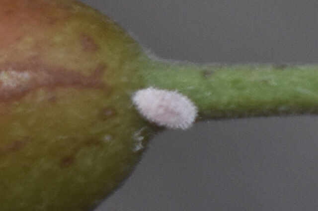 Planococcus citri (Risso, 1813)