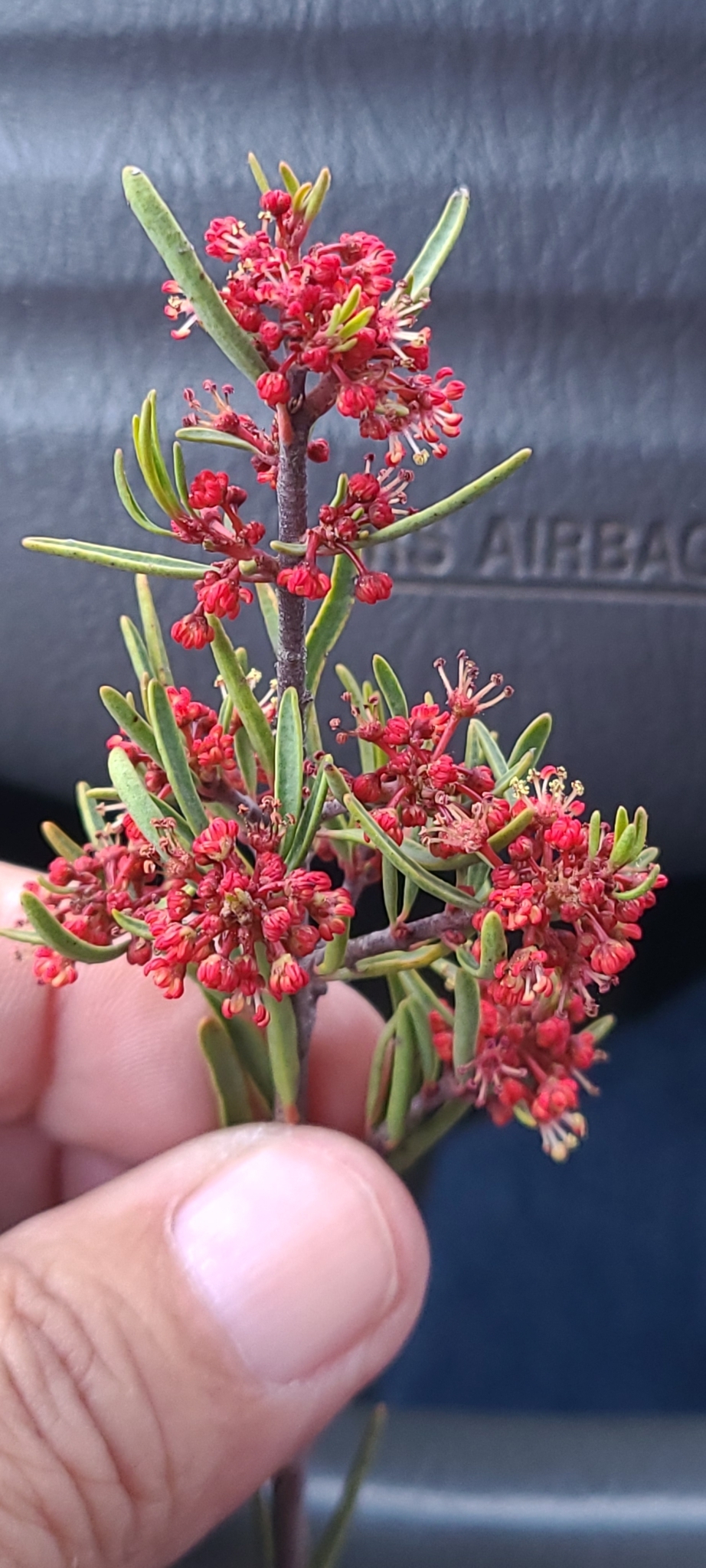 Tetracoccus dioicus Parry