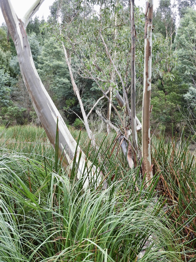 Eucalyptus strzeleckii from Luxford Pond, Delburn VIC 3871, Australia ...