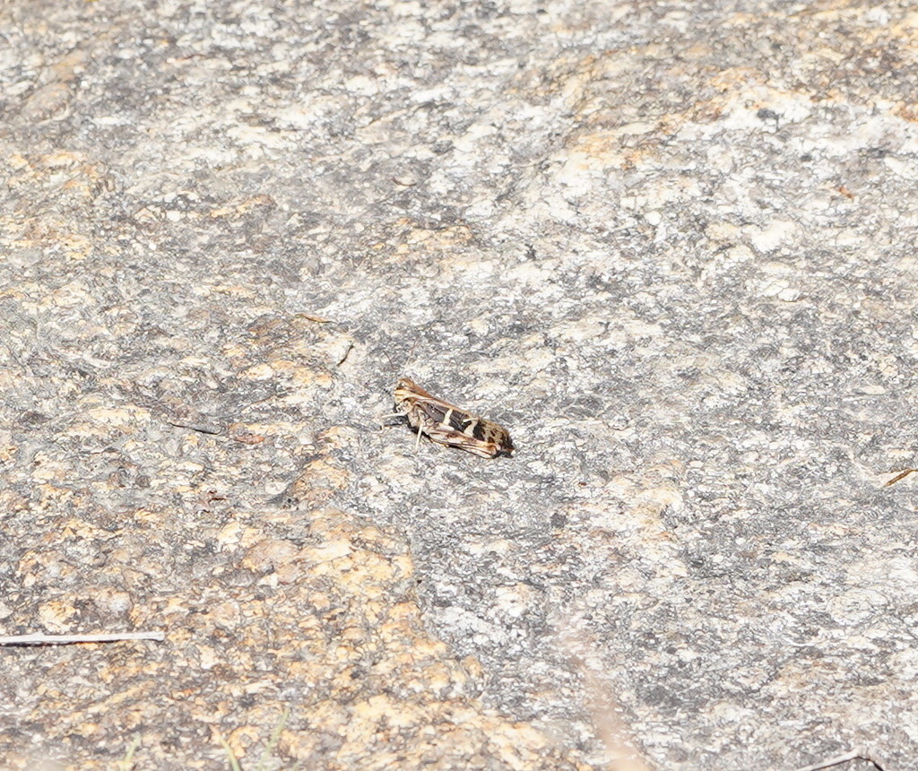 Australian Yellow-winged Locust from Beechworth VIC 3747, Australia on ...
