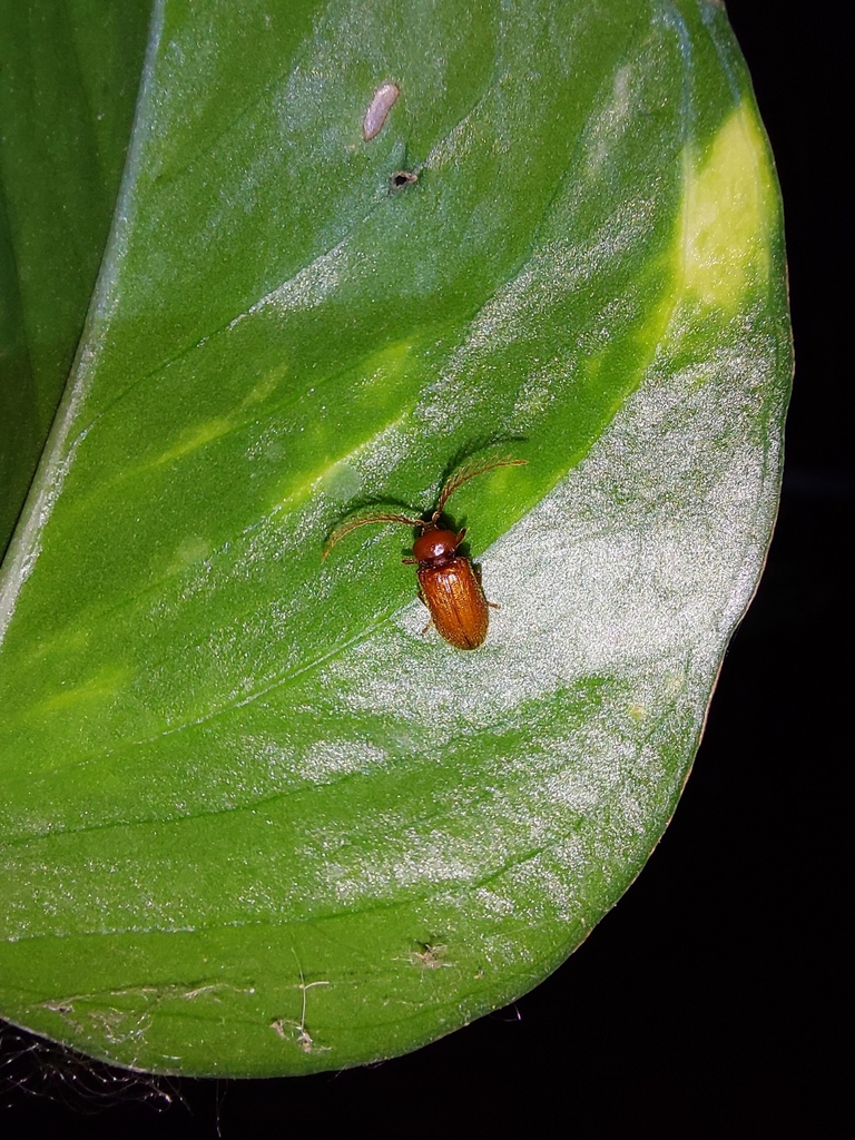Elateriform Beetles from Purires, San José, Atenas, Costa Rica on April ...