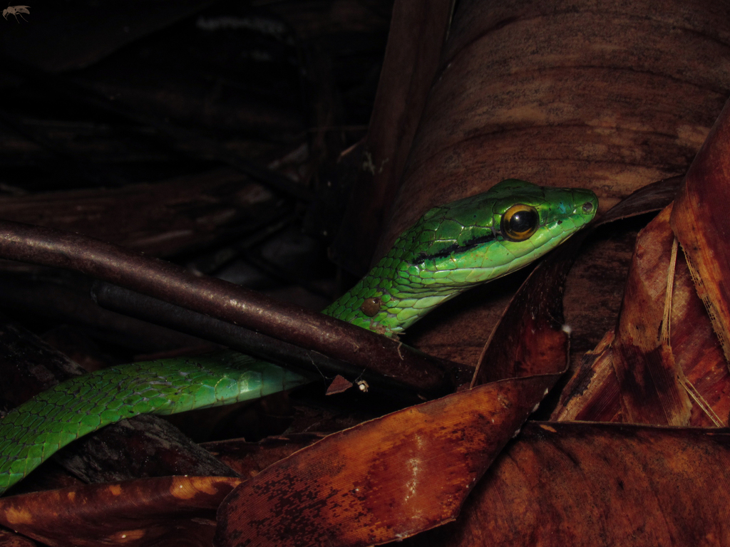 Giant Parrot Snake (Leptophis ahaetulla) - Snakes and Lizards