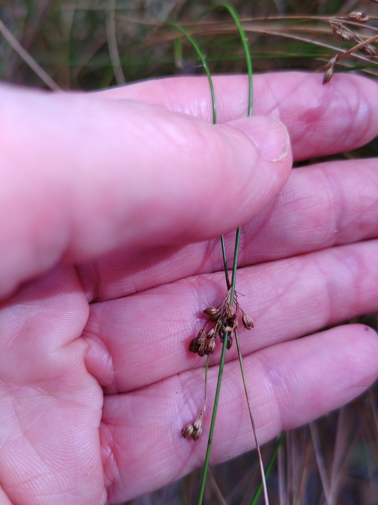 Loose-flowered Rush from Stirling SA 5152, Australia on April 3, 2022 ...