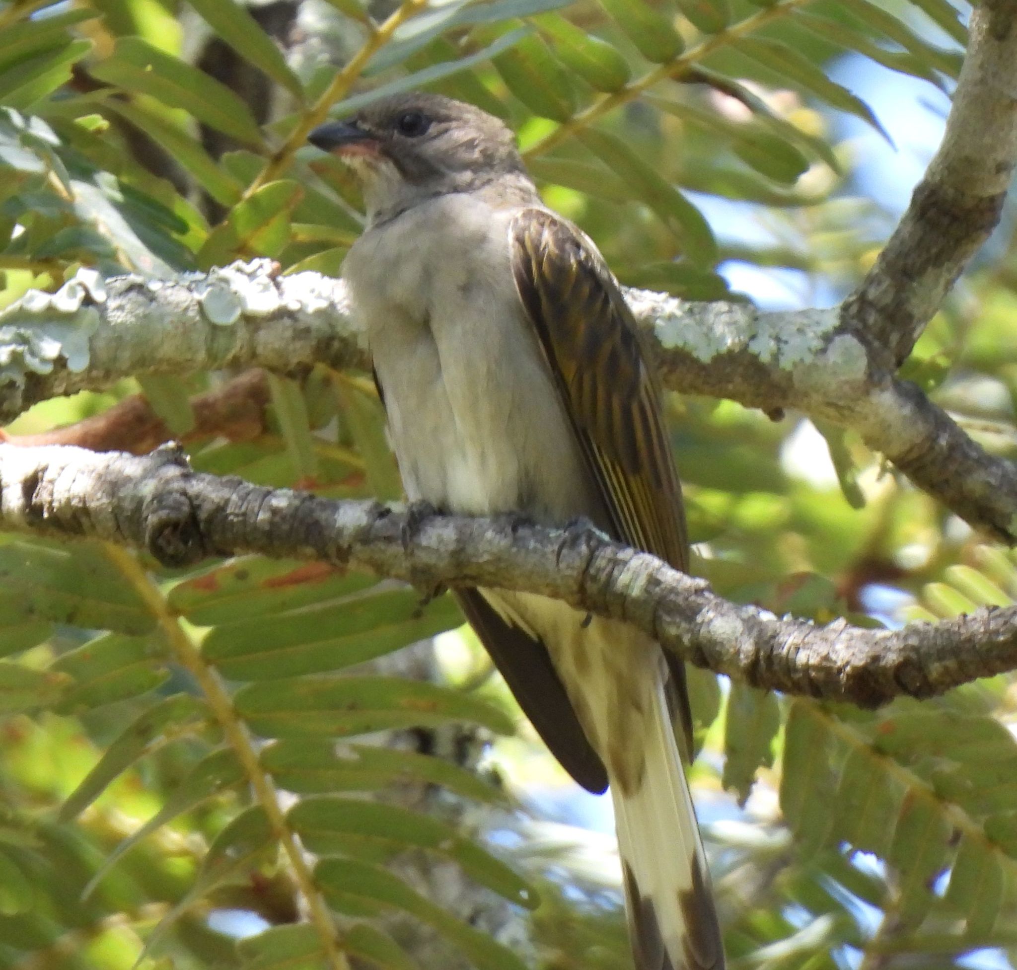 Indicator minor Stephens, 1815