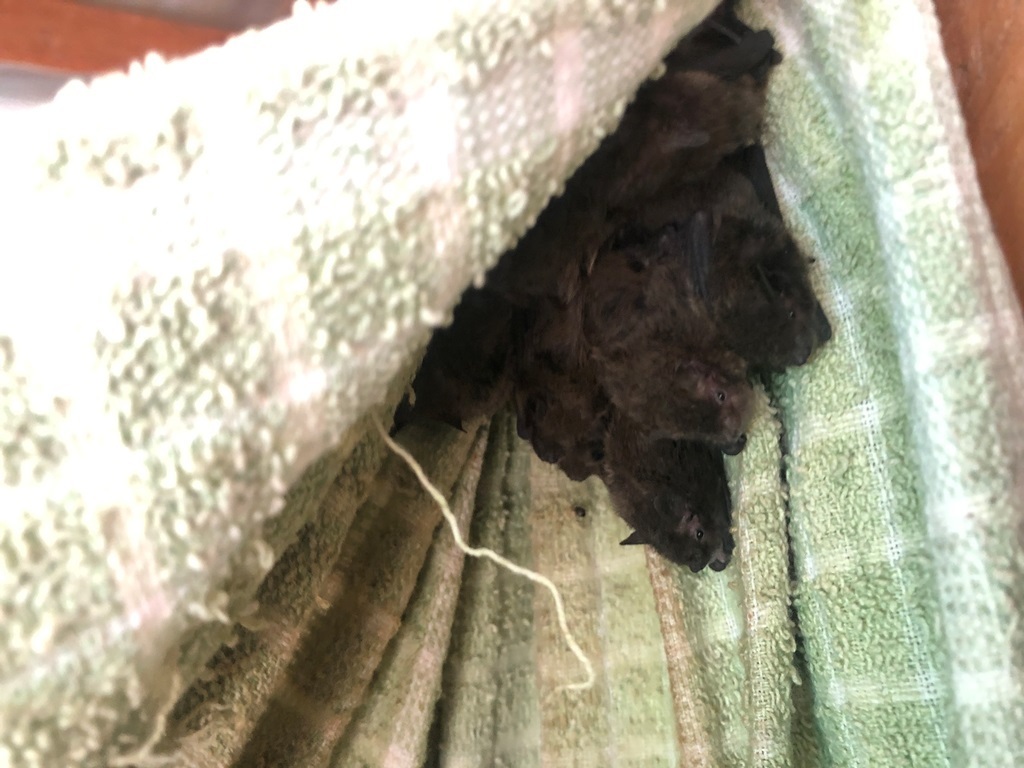 Large Forest Bat (Vespadelus darlingtoni) - Know Your Mammals