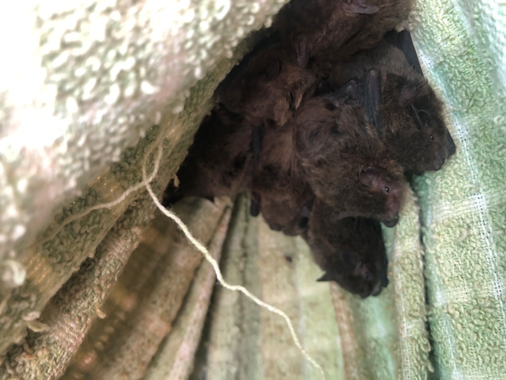 Large Forest Bat (Vespadelus darlingtoni) - Know Your Mammals
