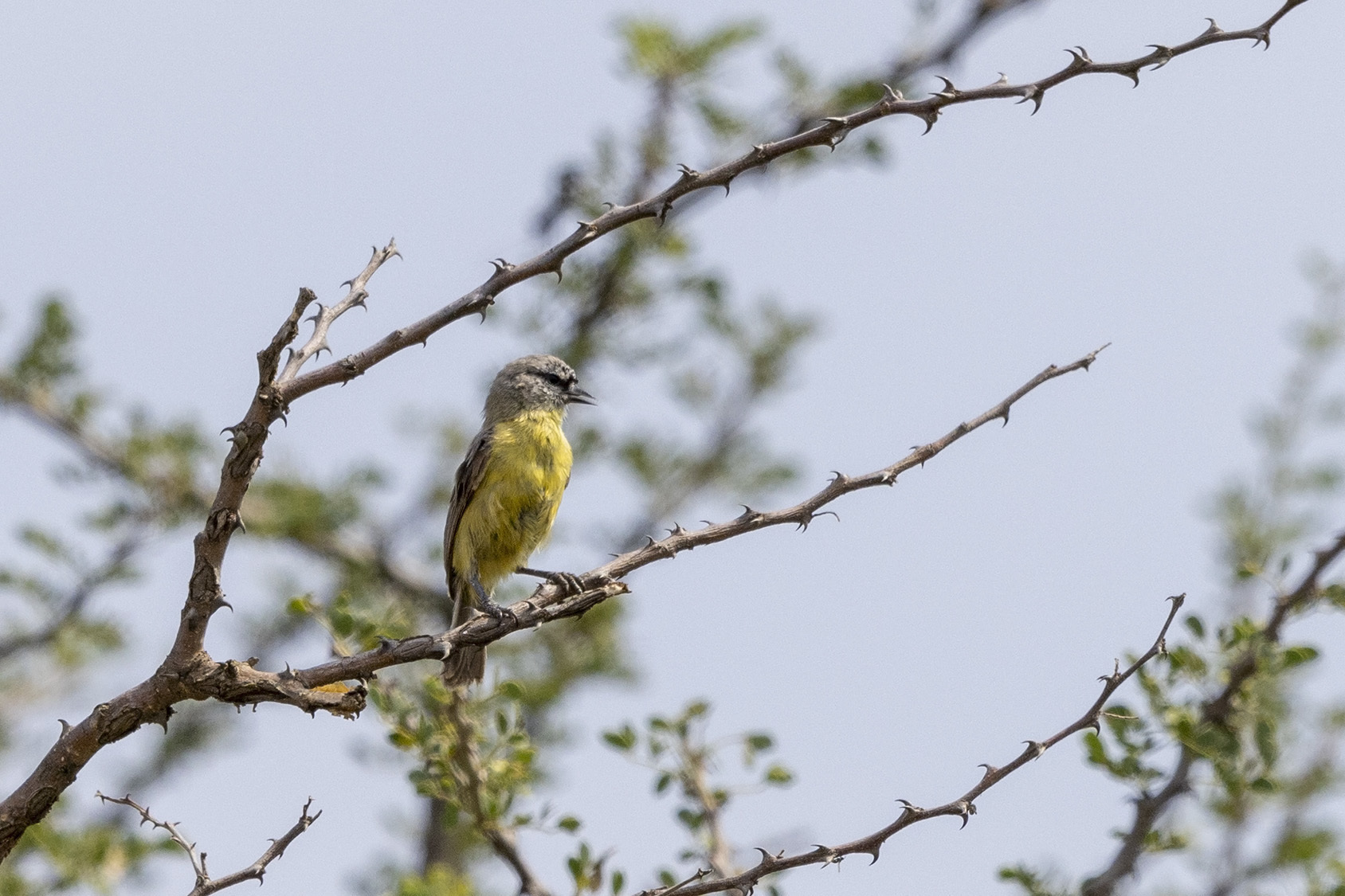 Anthoscopus minutus (Shaw, 1812)