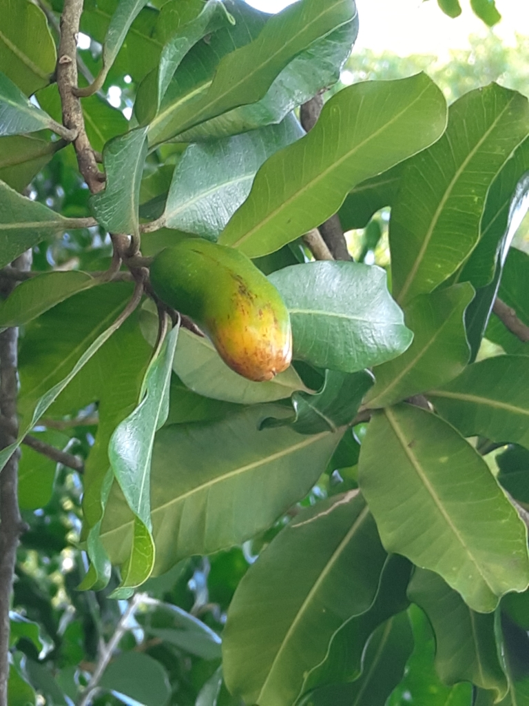 Tawapou from Mellons Bay, Auckland 2014, New Zealand on April 3, 2022 ...