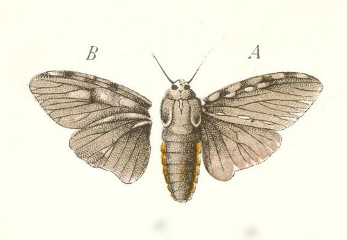 Hypercompe anomala · iNaturalist