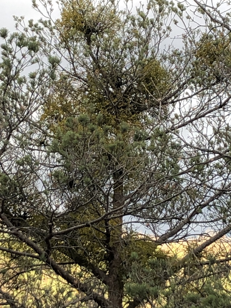 Pine Mistletoe from D953, Bras-d'Asse, Provence-Alpes-Côte d'Azur, FR ...