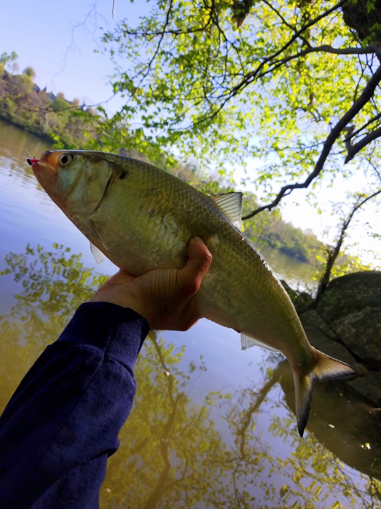 American shad from Northwest Washington, Washington, DC, USA on May 01 ...
