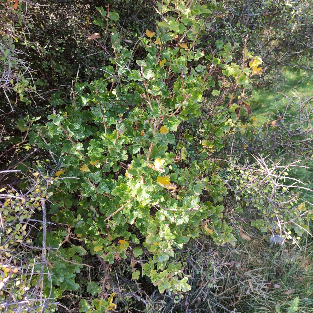 European gooseberry from Selwyn, NZ-CA, NZ on April 03, 2022 at 01:22 ...