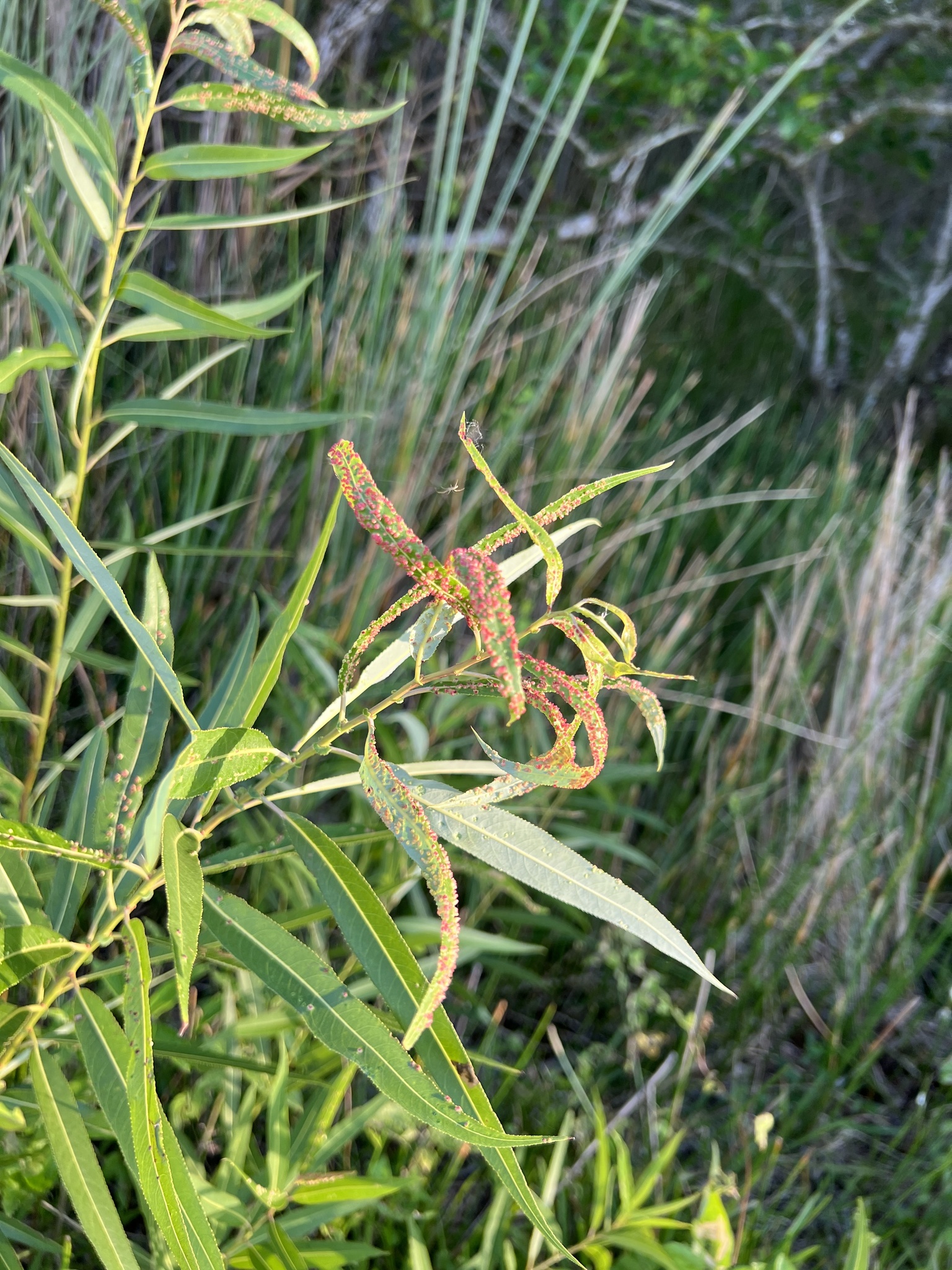 Aculus tetanothrix (Nalepa, 1889)