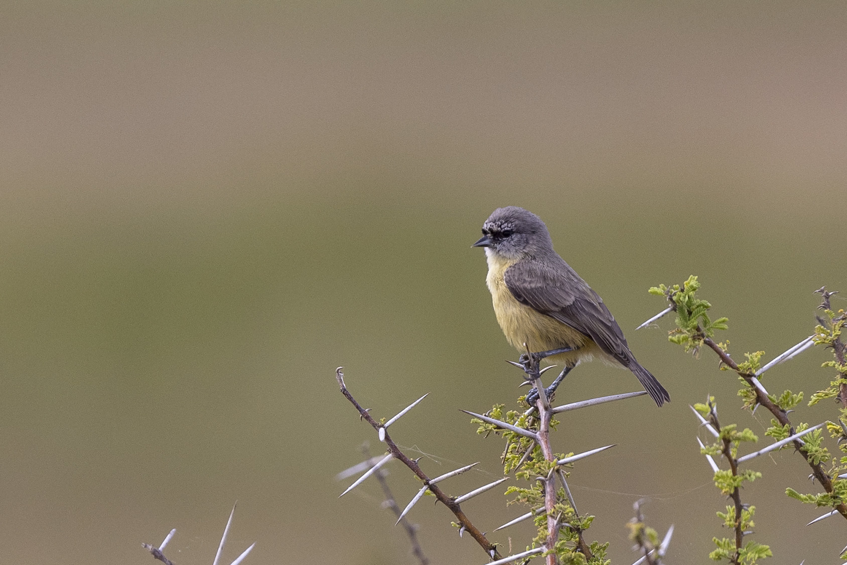 Anthoscopus minutus (Shaw, 1812)