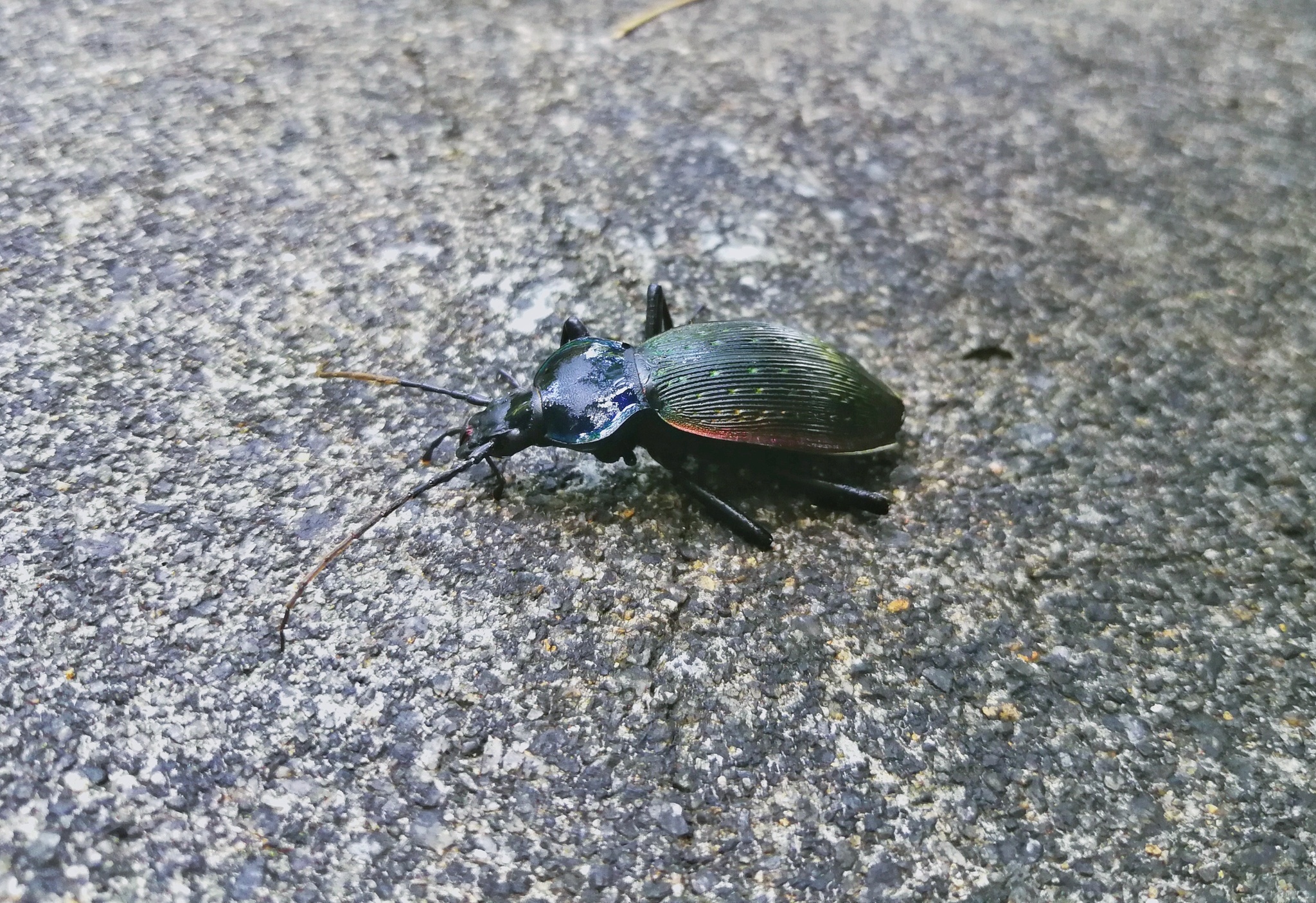 Carabus prodigus Erichson, 1834