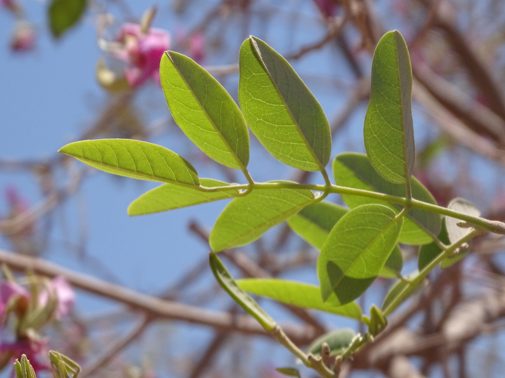 (Harpalyce arborescens) - Botanical Realm
