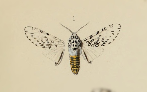 Hypercompe bolivar · iNaturalist