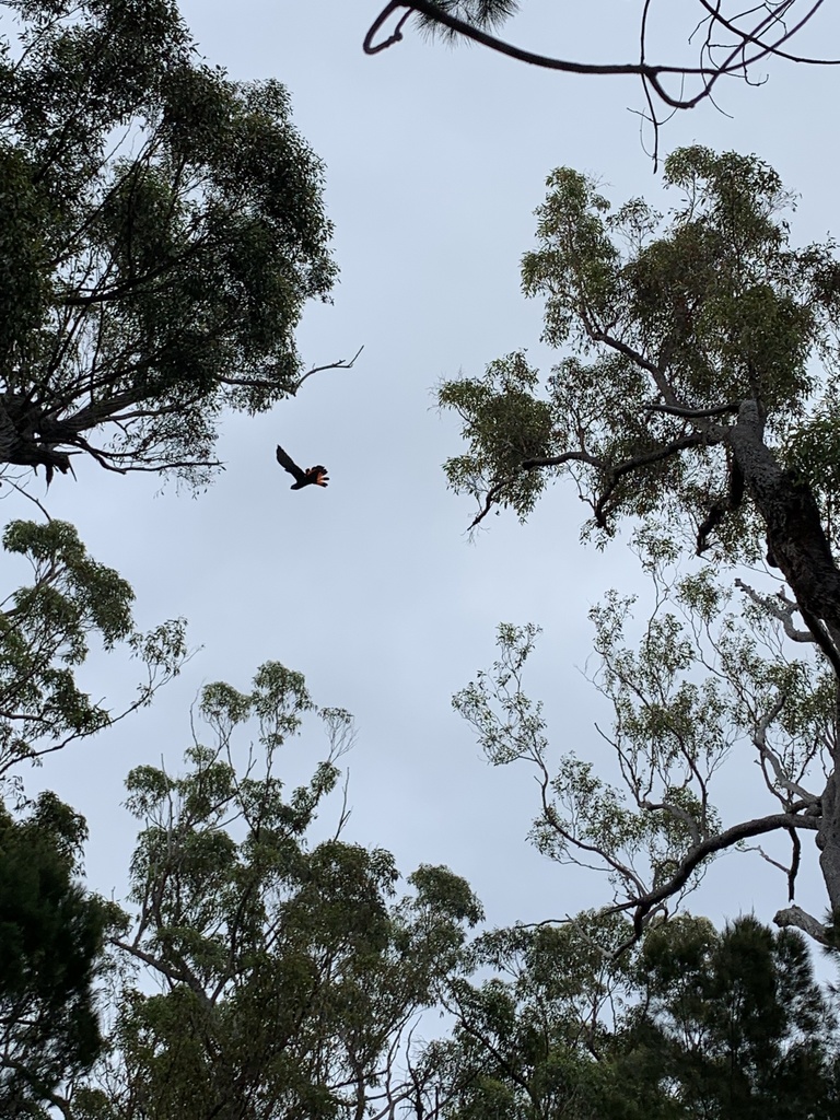 South-eastern Glossy Black-Cockatoo in April 2022 by Mick Bettanin ...