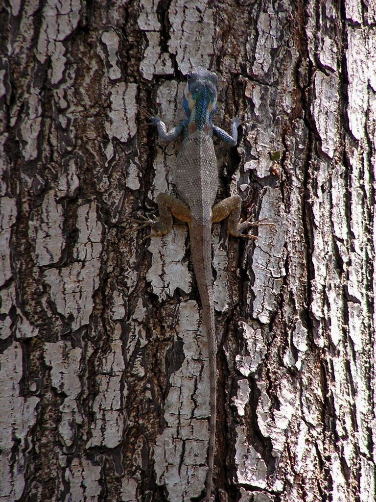 Siamese Blue Crested Lizard from Khlong Nueng, Khlong Luang District ...