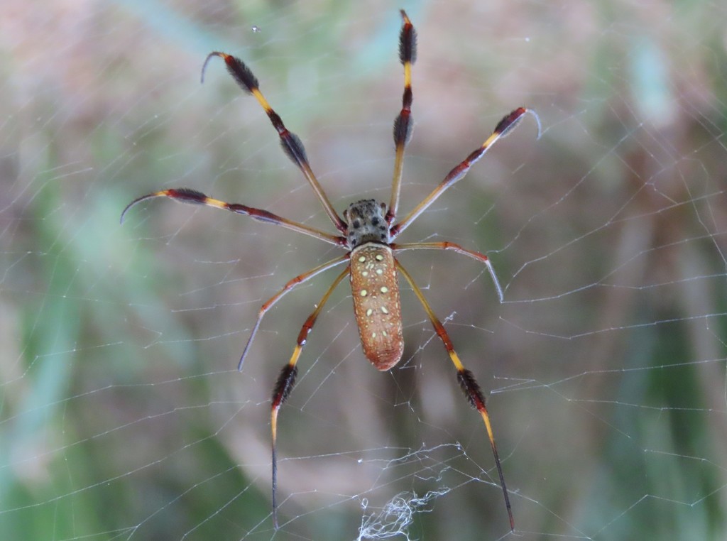 Golden Silk Spider from Lake County, FL, USA on February 24, 2022 at 04 ...