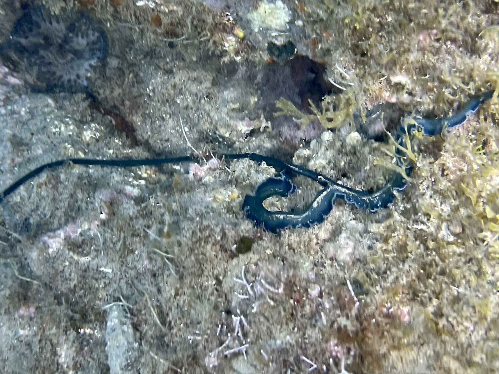 Bonellia viridis Rolando, 1822