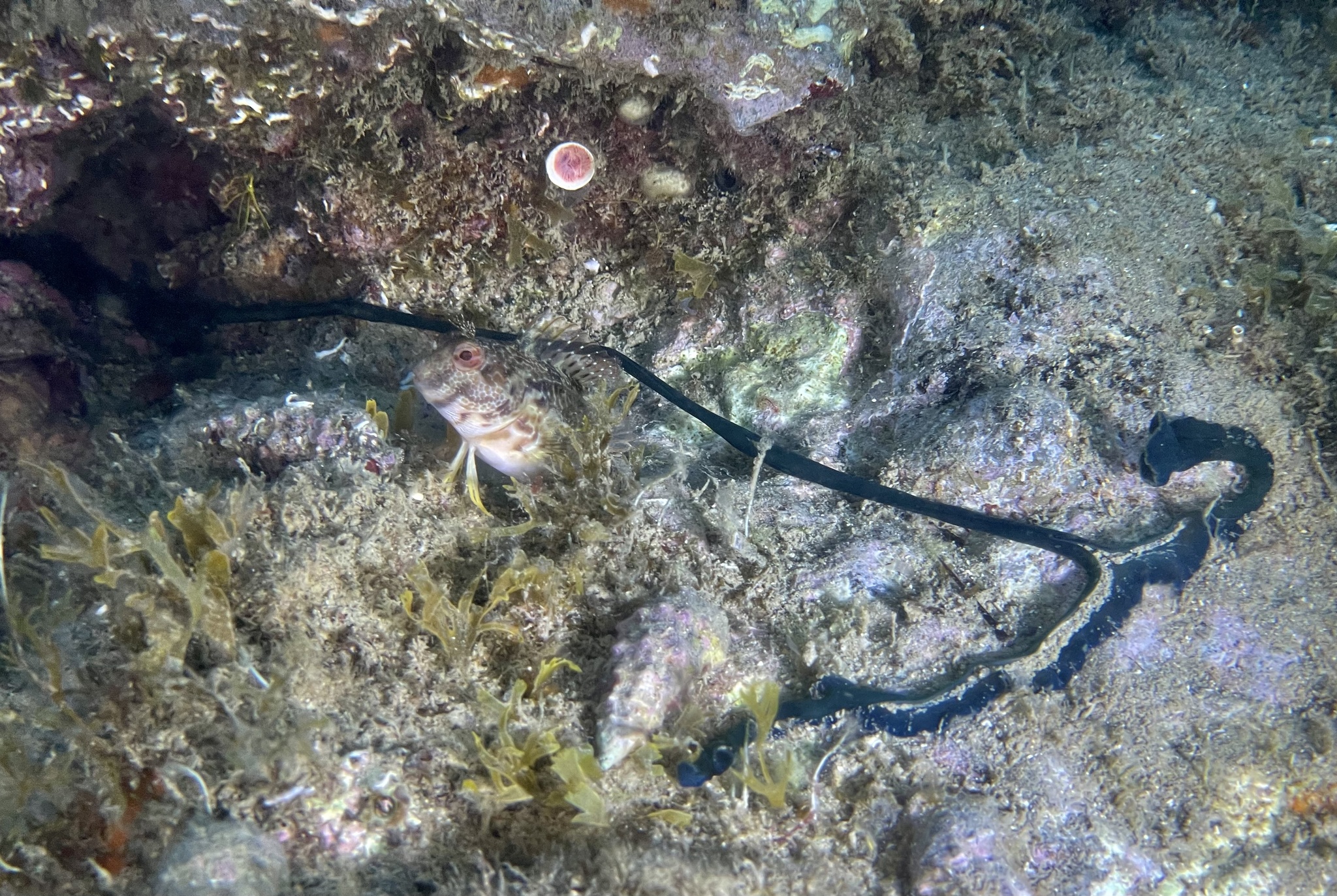 Bonellia viridis Rolando, 1822