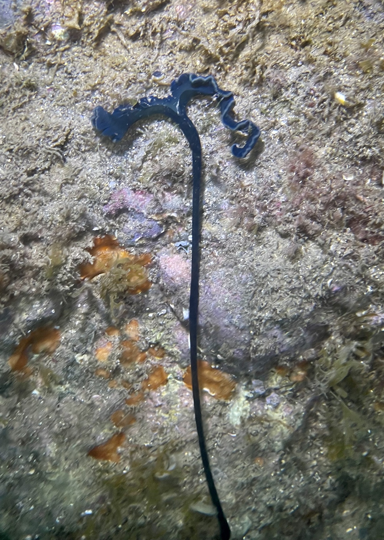 Bonellia viridis Rolando, 1822