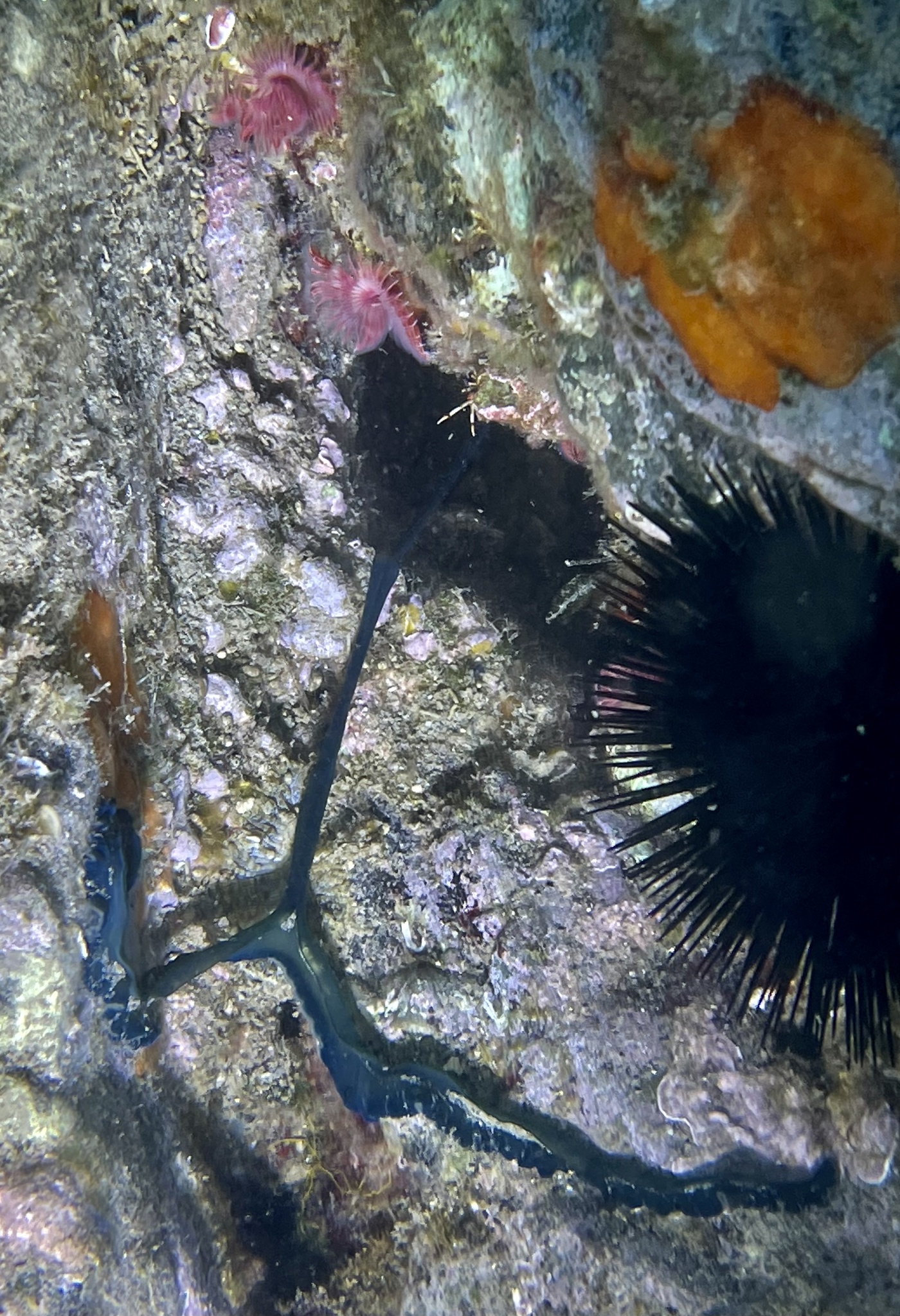 Bonellia viridis Rolando, 1822