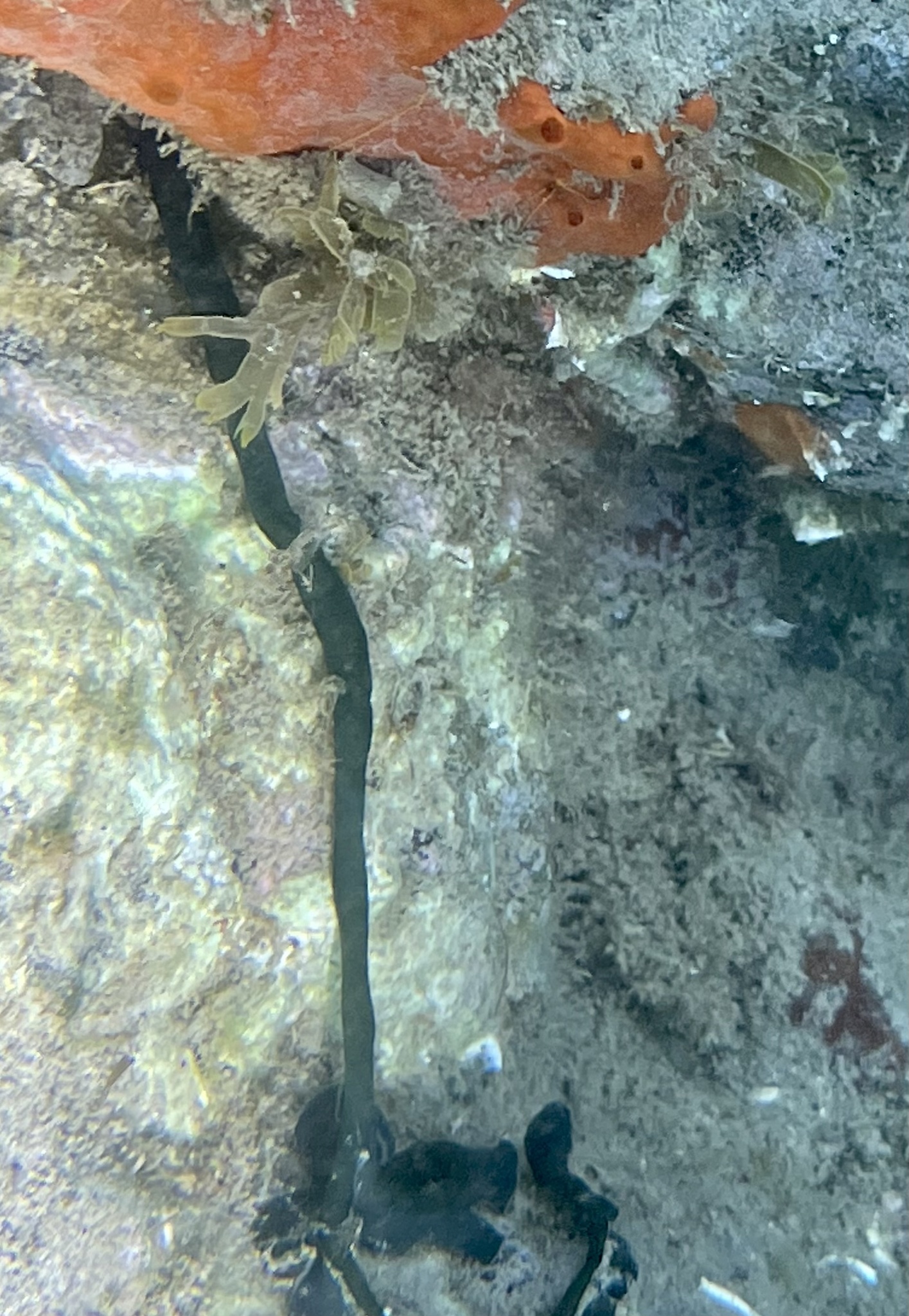 Bonellia viridis Rolando, 1822