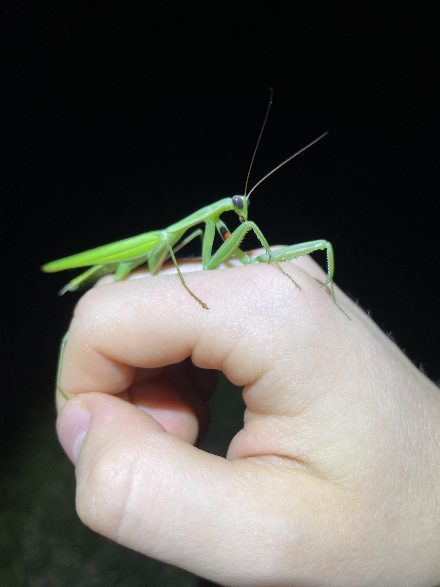 Paramantis sacra Thunberg, 1815