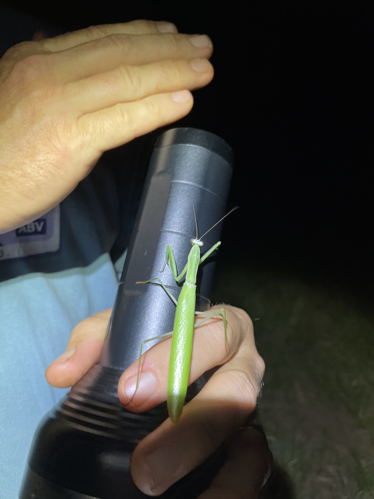 Paramantis sacra Thunberg, 1815