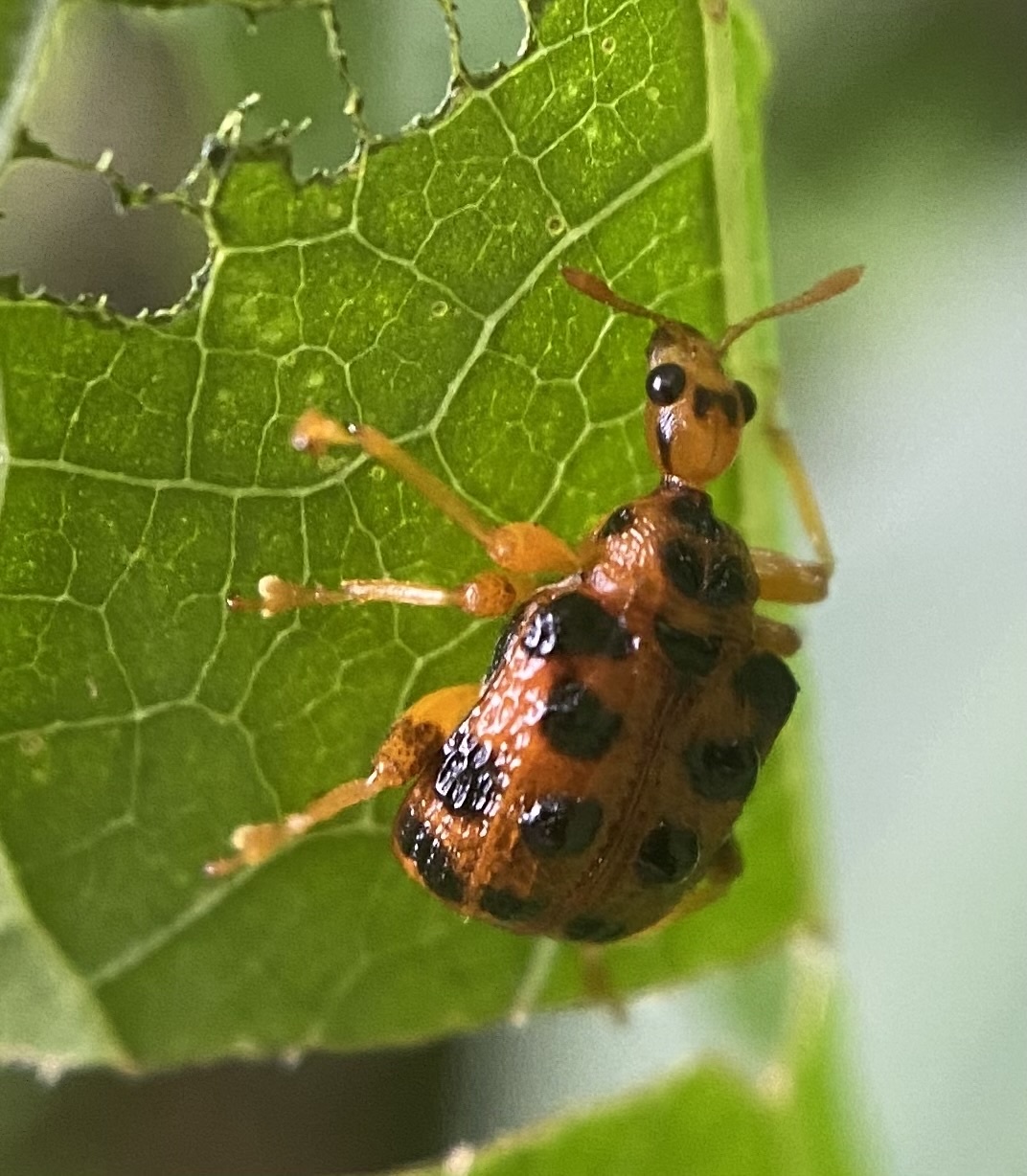 Agomadaranus pardaloides (Voss, 1924)
