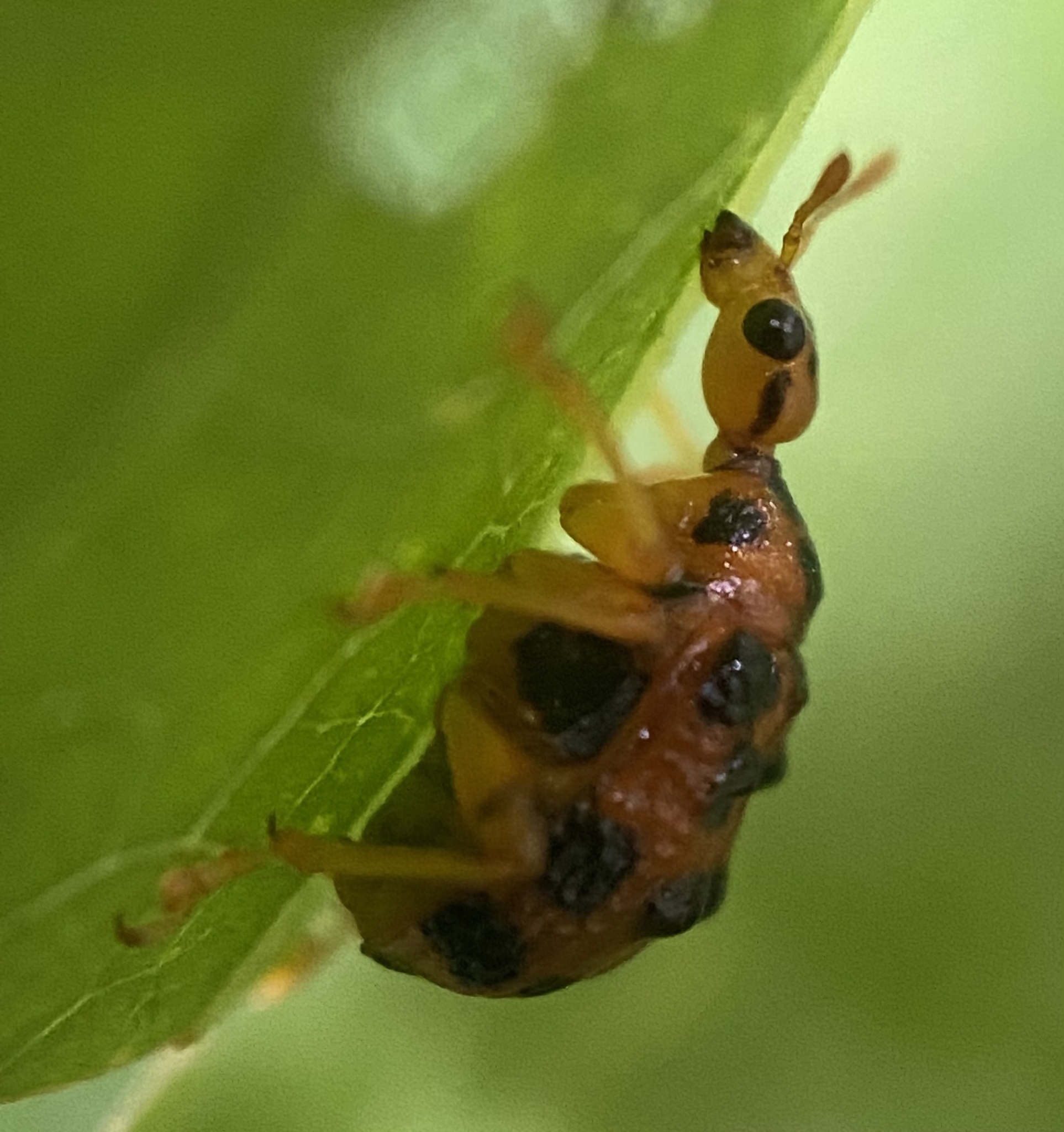 Agomadaranus pardaloides (Voss, 1924)