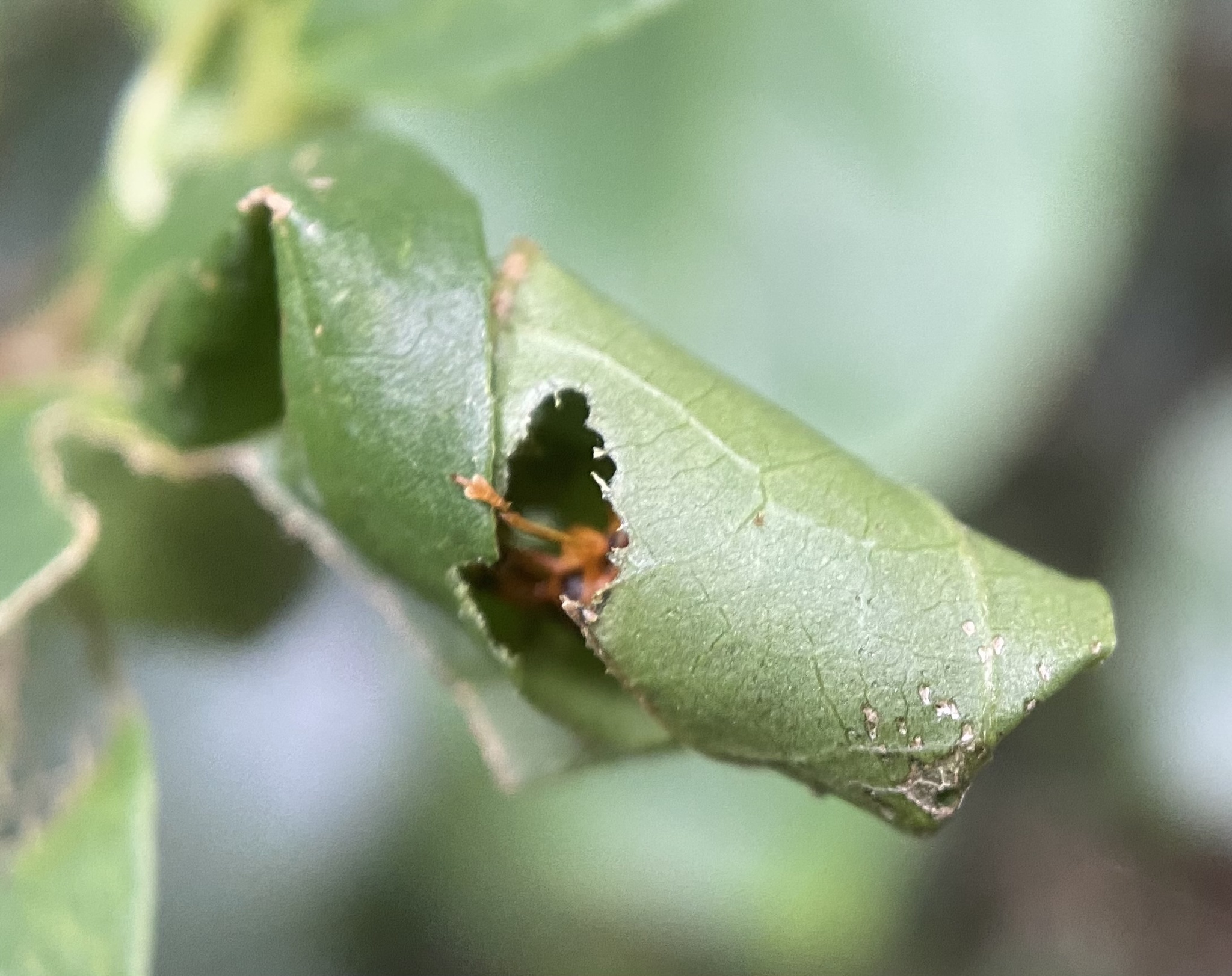 Agomadaranus pardaloides (Voss, 1924)