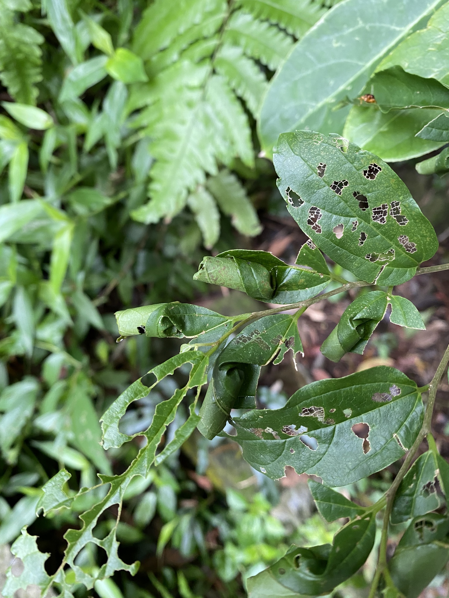 Agomadaranus pardaloides (Voss, 1924)