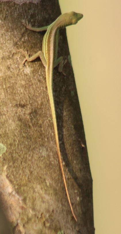 Hispaniolan Green Anole from Southwest, West Palm Beach, FL 33405, USA on April 02, 2022 by ...