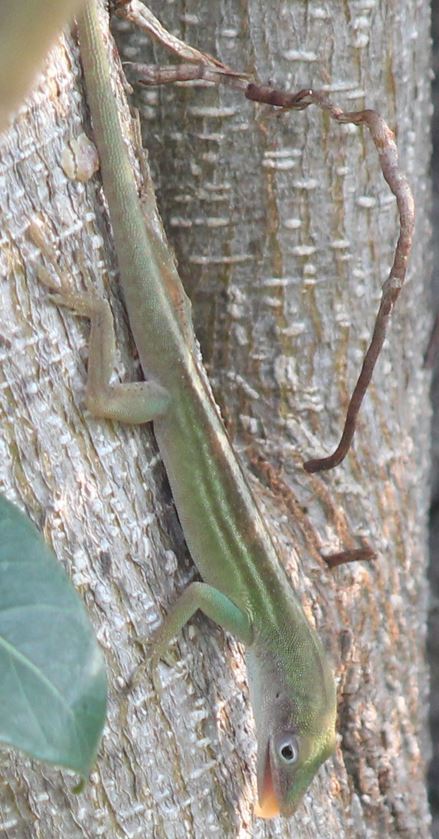 Hispaniolan Green Anole from Southwest, West Palm Beach, FL 33405, USA on April 02, 2022 by ...