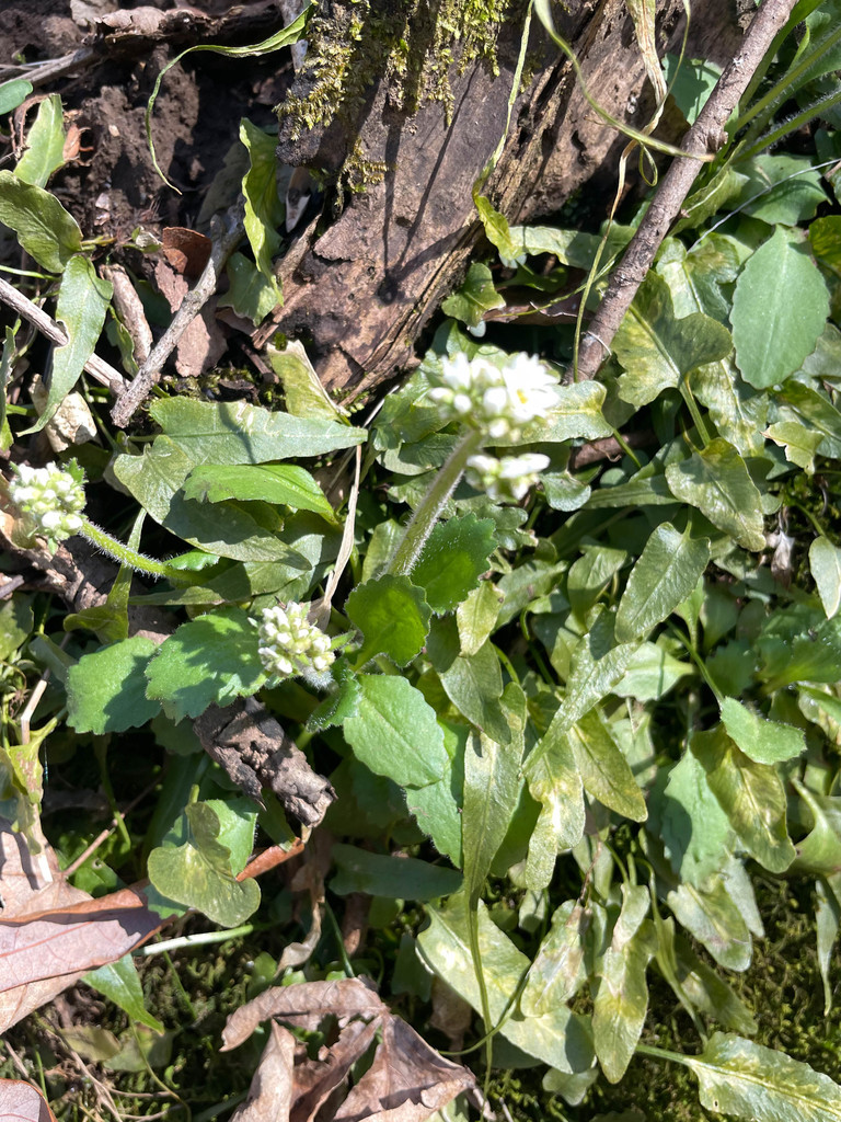 Virginia saxifrage in April 2022 by johnbotany · iNaturalist