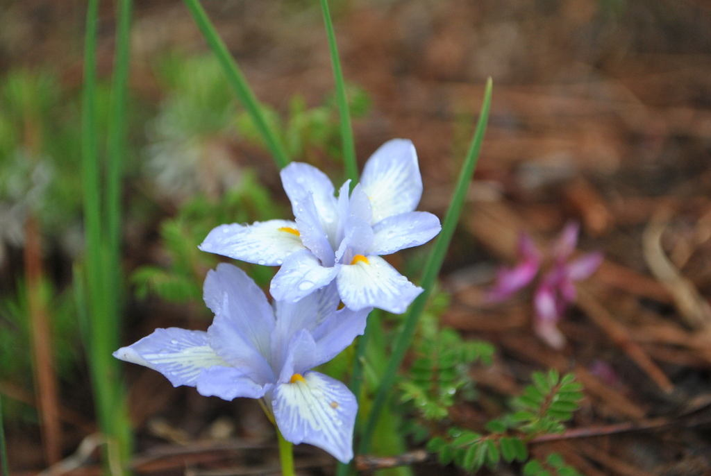 Iris collettii from Heqing County, Dali, Yunnan, China on June 12, 2016 ...