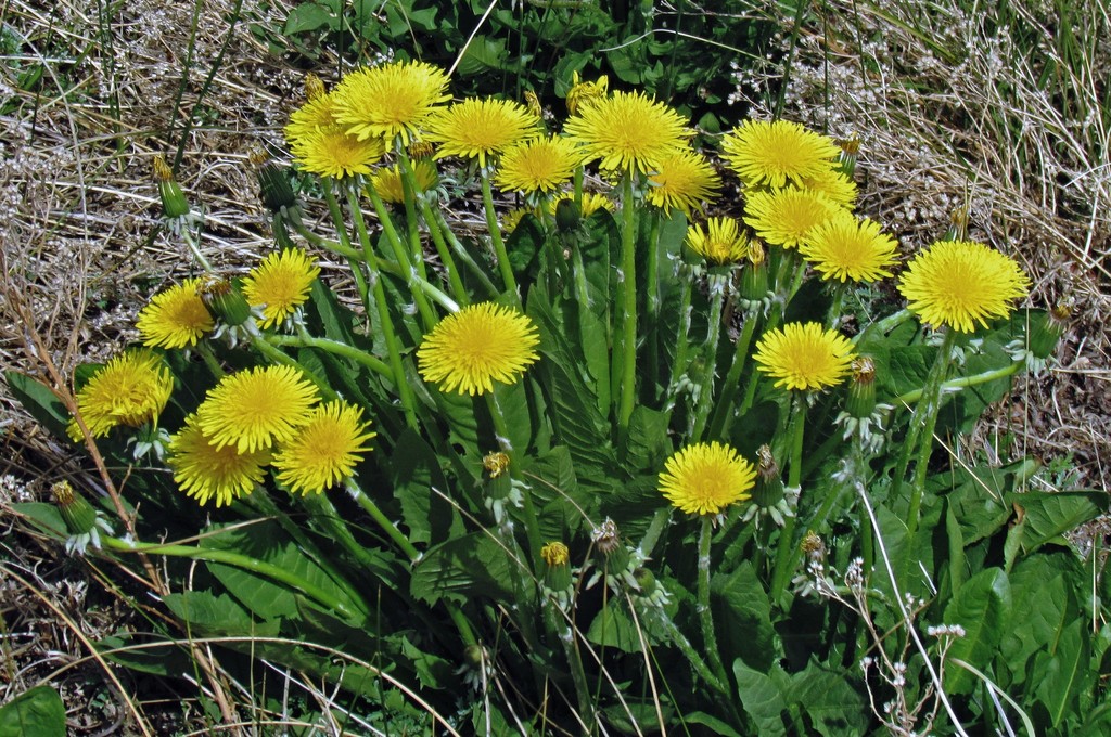 common dandelion from Sarmiento, Chubut, Argentina on October 20, 2012 ...