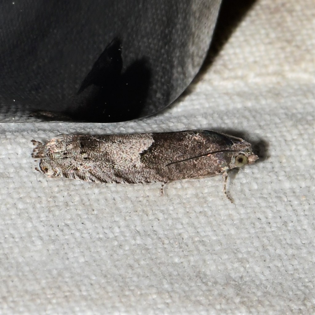 Shagbark Hickory Leafroller Moth (WNC Moths) · iNaturalist