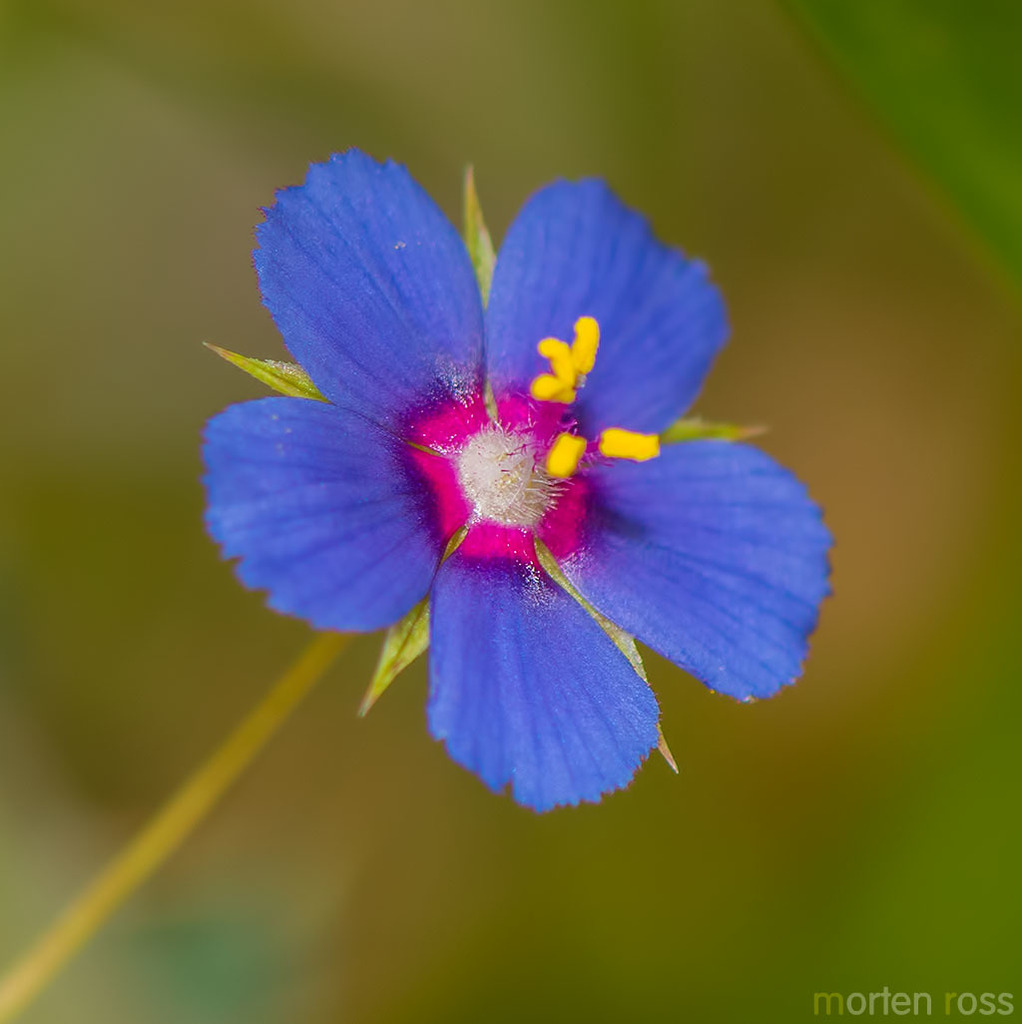 Anagallis arvensis subsp. foemina (Lancashire Key Species - Flowering ...