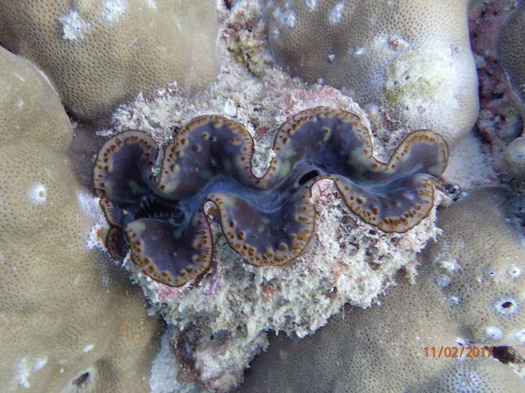 Small Giant Clam in February 2017 by Juan José Areso · iNaturalist